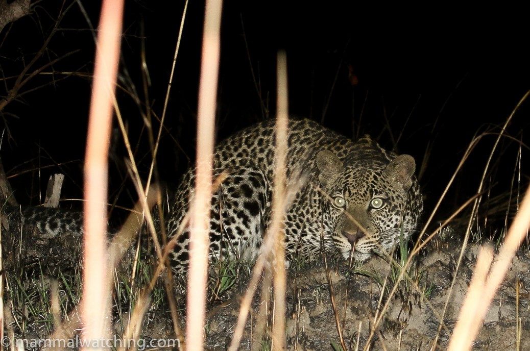 Central Gabon, 2018 - Mammal Watching