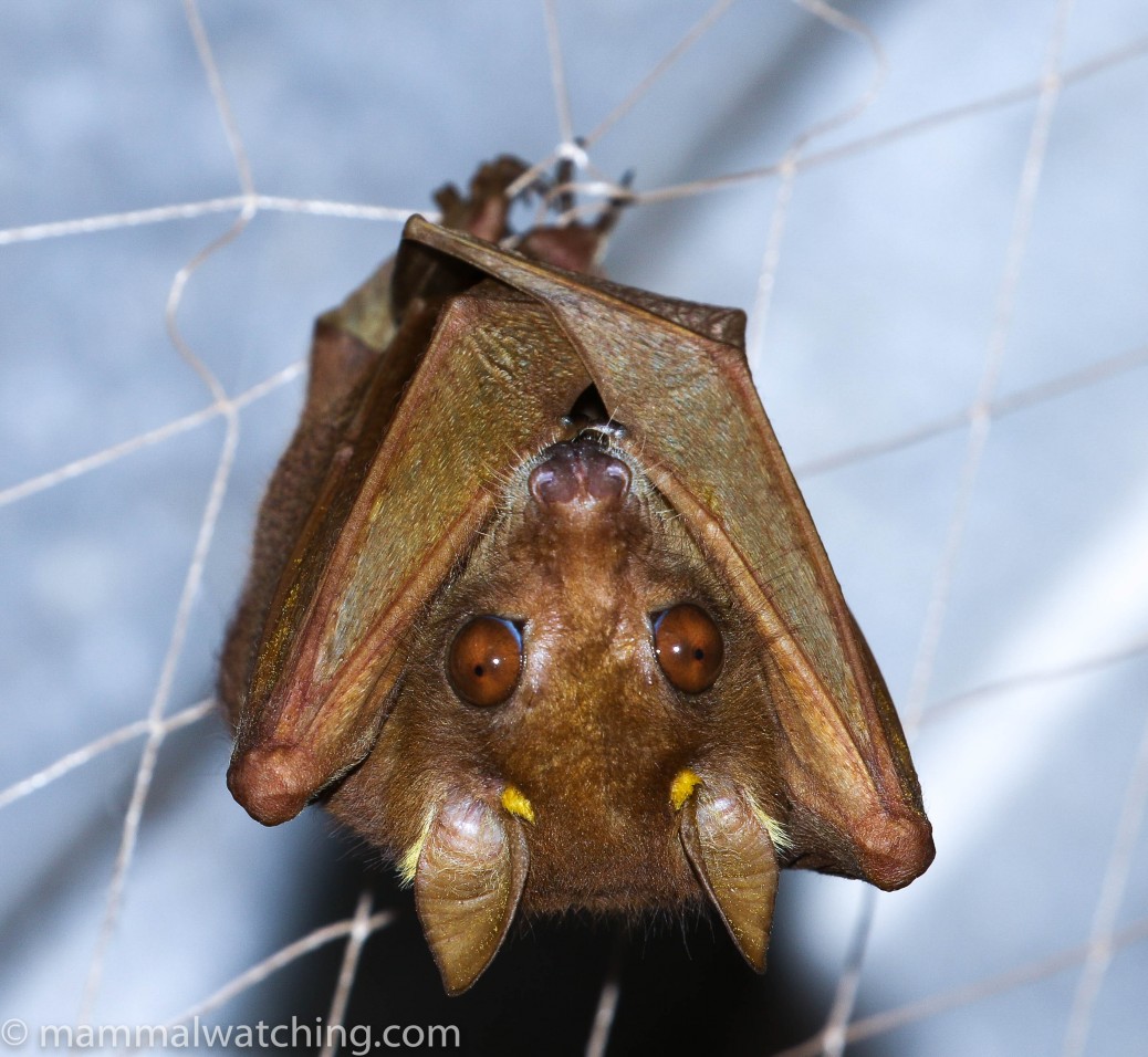 Central Gabon, 2018 - Mammal Watching