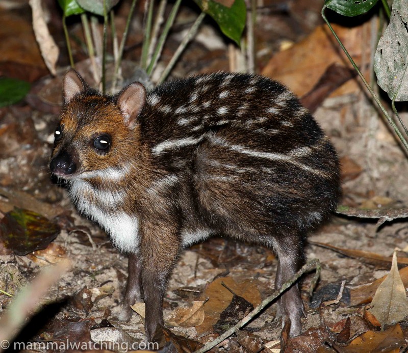 Central Gabon, 2018 - Mammal Watching