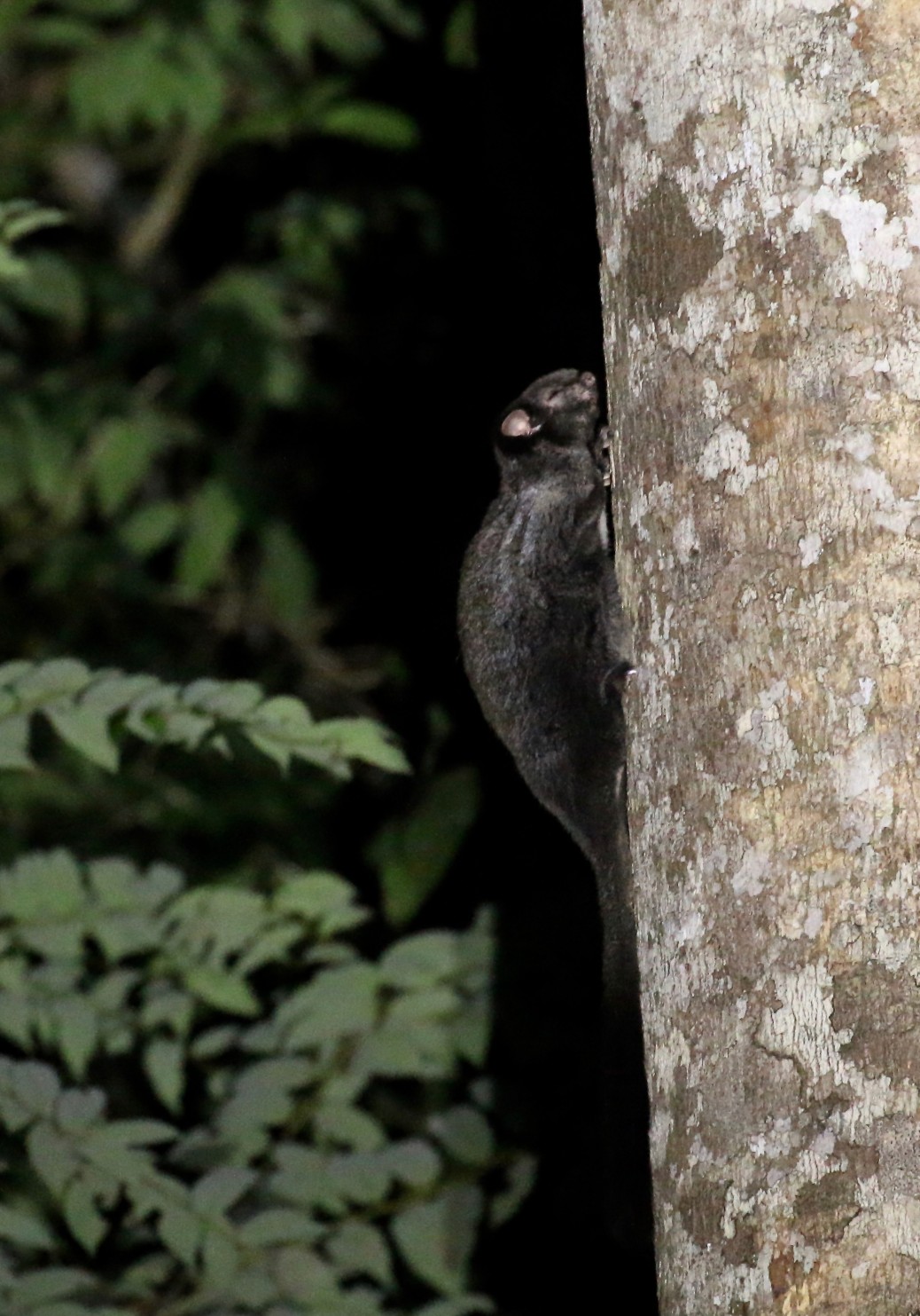 Central Gabon, 2018 - Mammal Watching