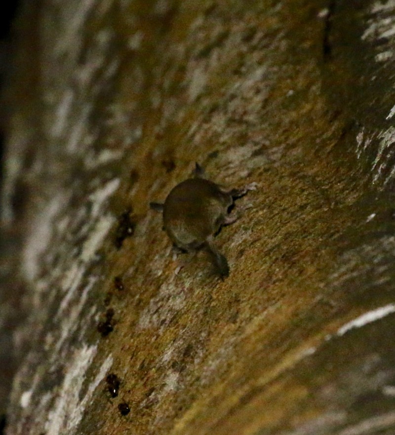 Central Gabon, 2018 - Mammal Watching