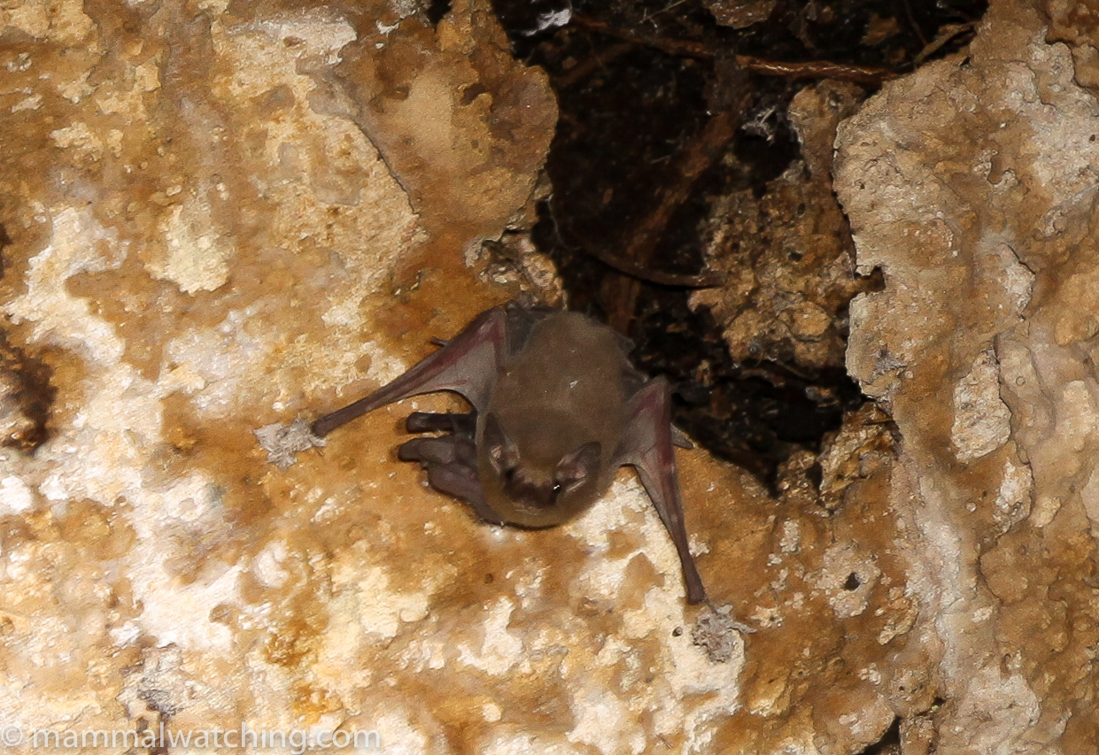 Kenya, 2011 - Mammal Watching