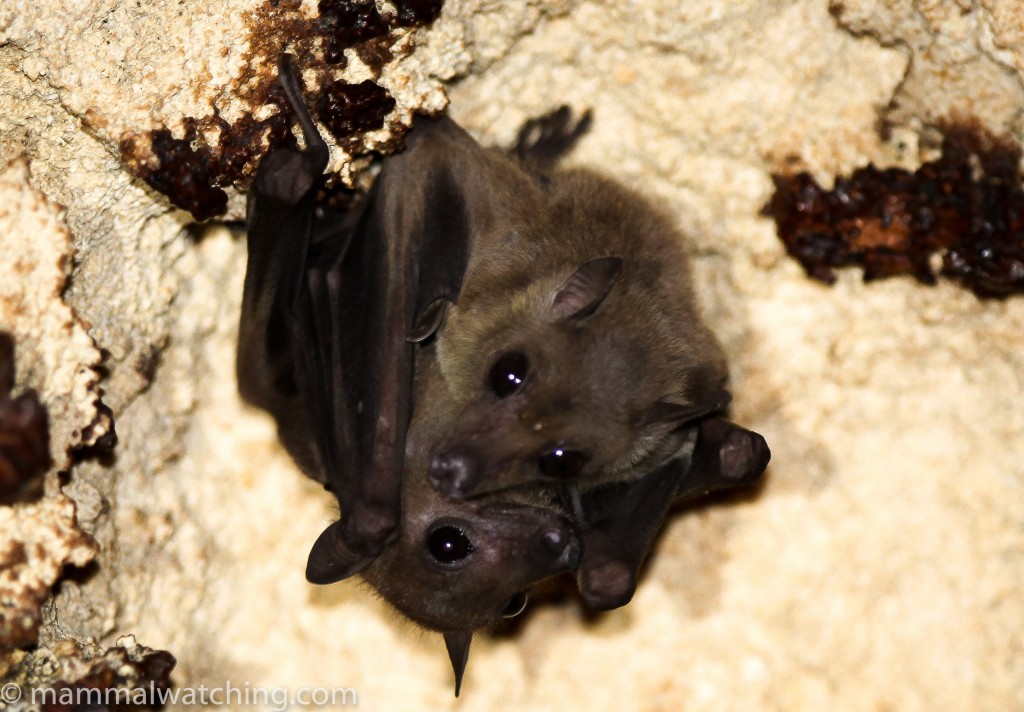 Kenya, 2011 – Mammal Watching
