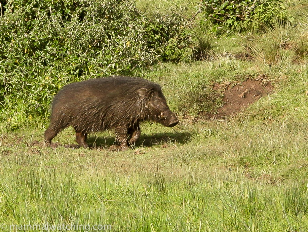 Kenya - Mammal Watching