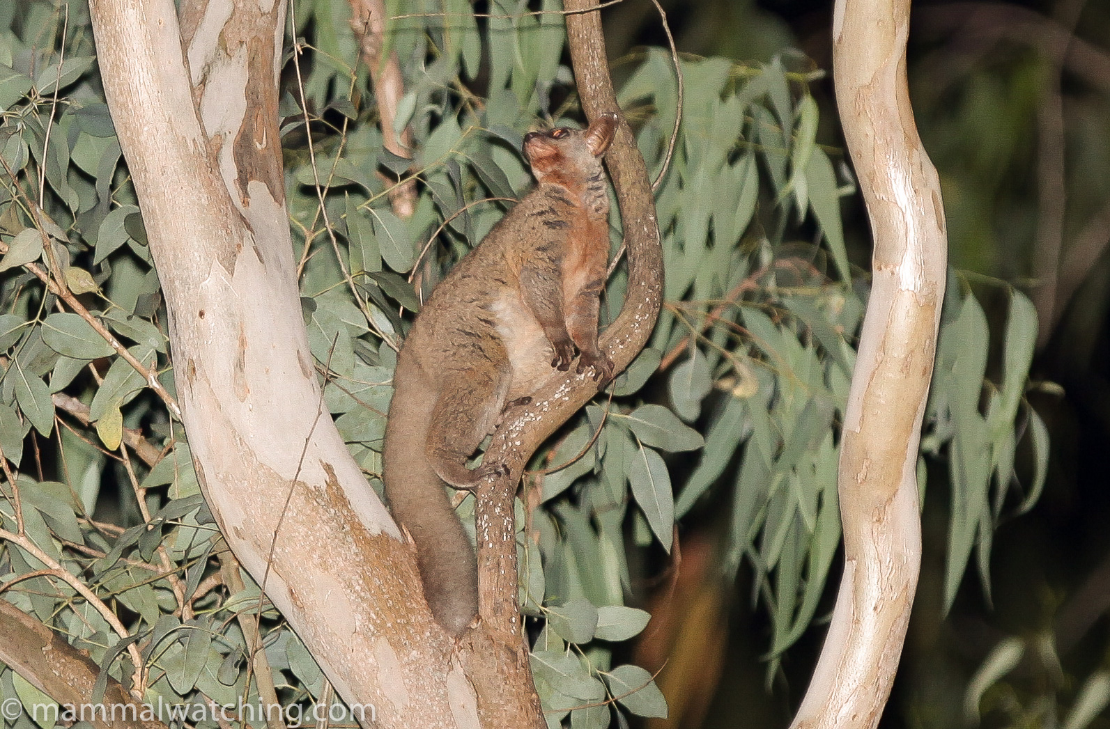Kenya, 2011 - Mammal Watching