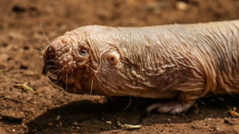 Help with IDing some rodent species from Kenya - Mammal Watching