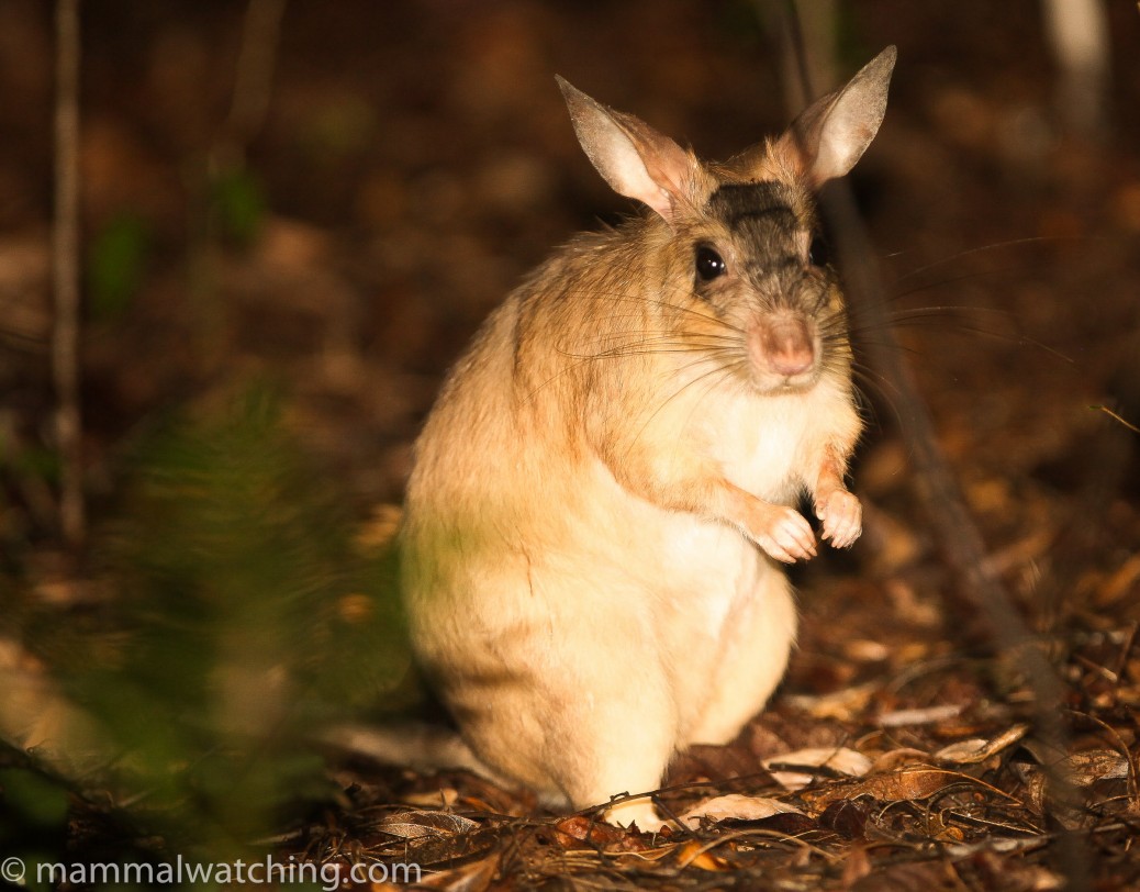 World’s best mammalwatching: top 20 people & places – Mammal Watching