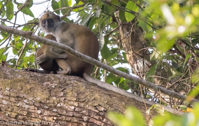 Pygmy Hippo 2017: in search of a podgy unicorn - Mammal Watching
