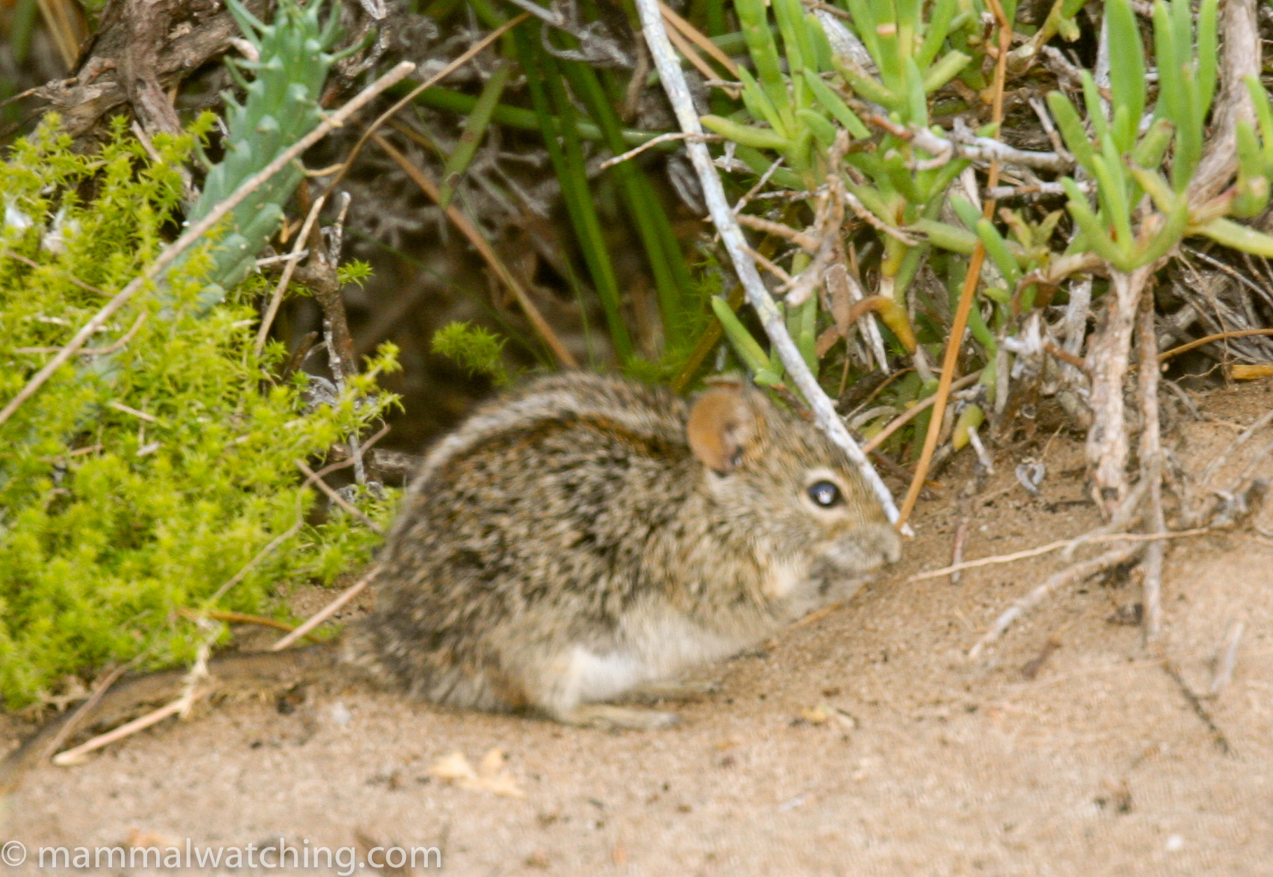 South Africa, 2007 Trip Report - Mammal Watching