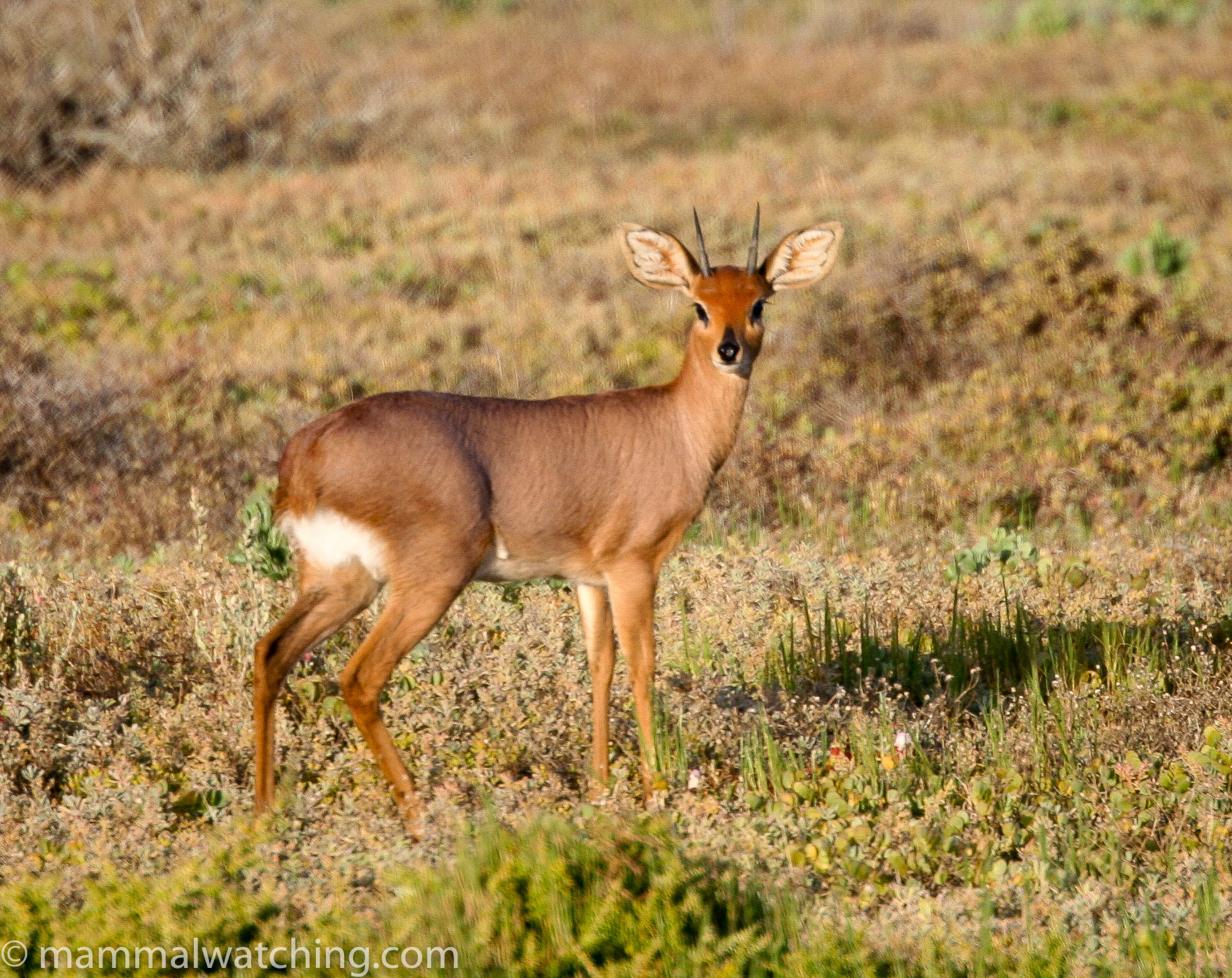 South Africa, 2007 Trip Report - Mammal Watching