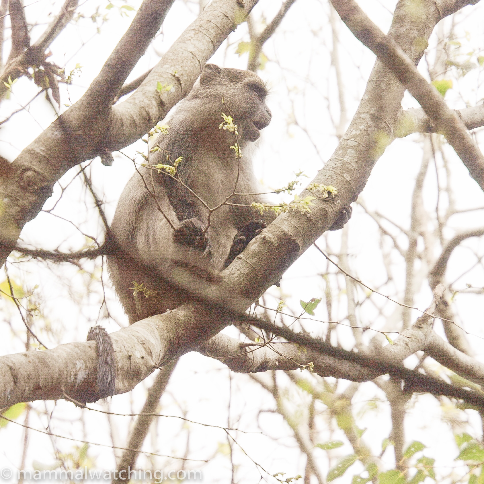 South Africa, 2009 Trip Report - Mammal Watching