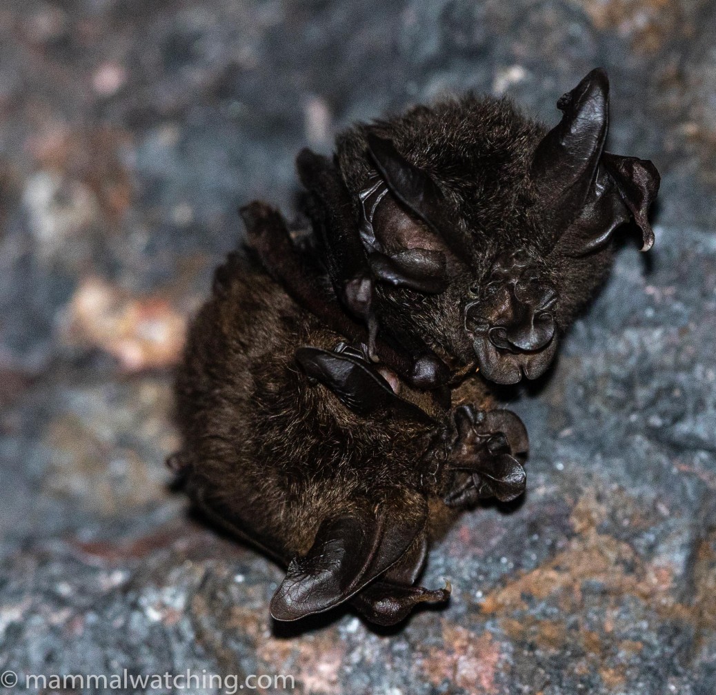 Uganda, 2021 - Mammal Watching