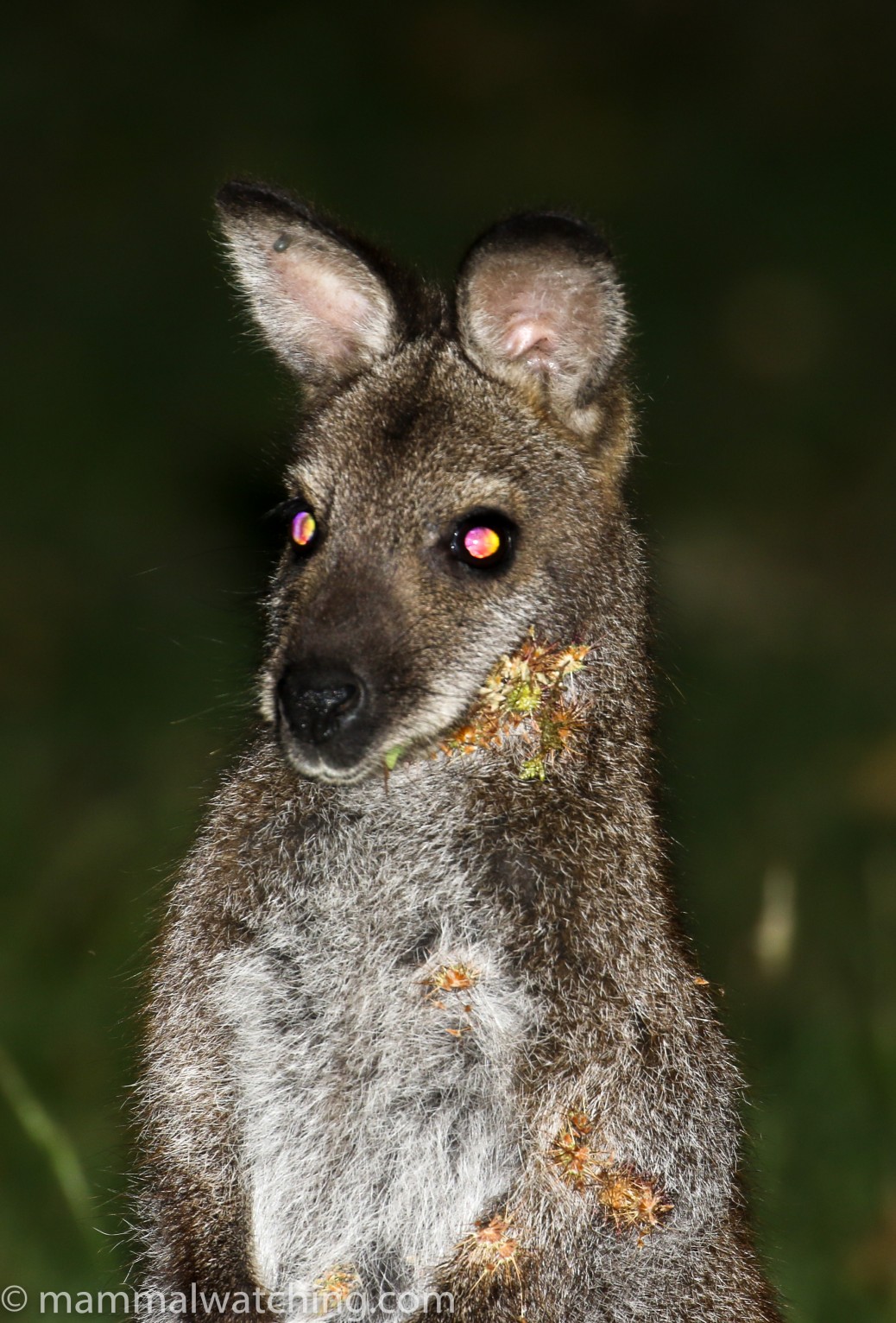 A Taste of Tasmania - Mammal Watching