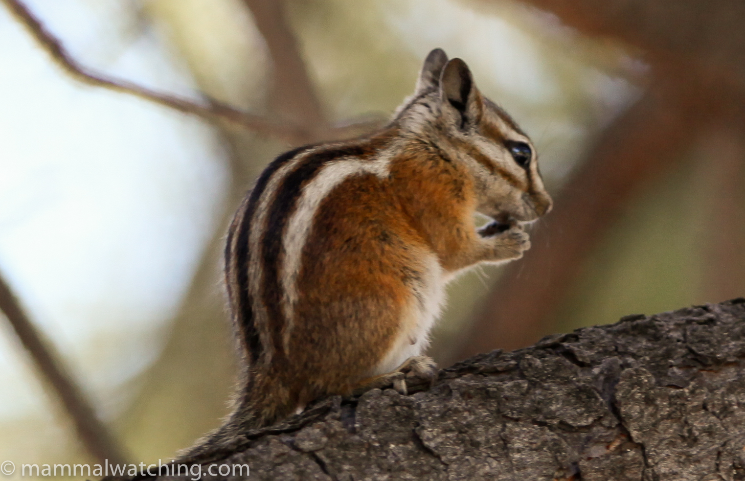 Arizona - Mammal Watching