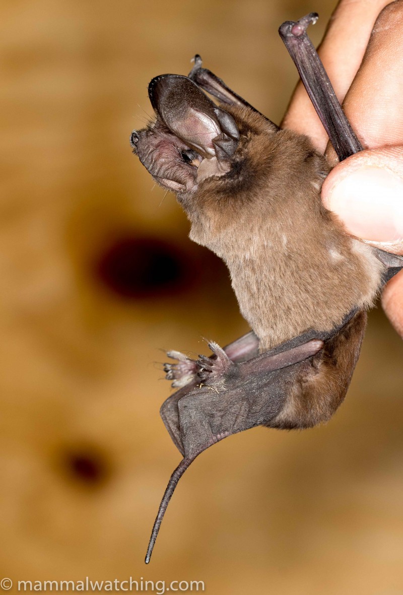 Searching for a Spotted Bat: Northern Arizona - Mammal Watching