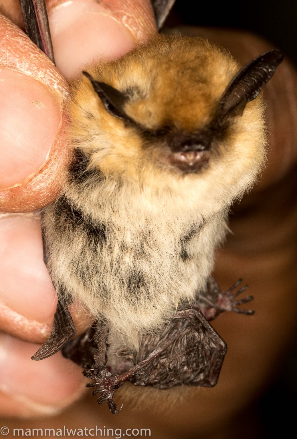Searching for a Spotted Bat: Northern Arizona - Mammal Watching