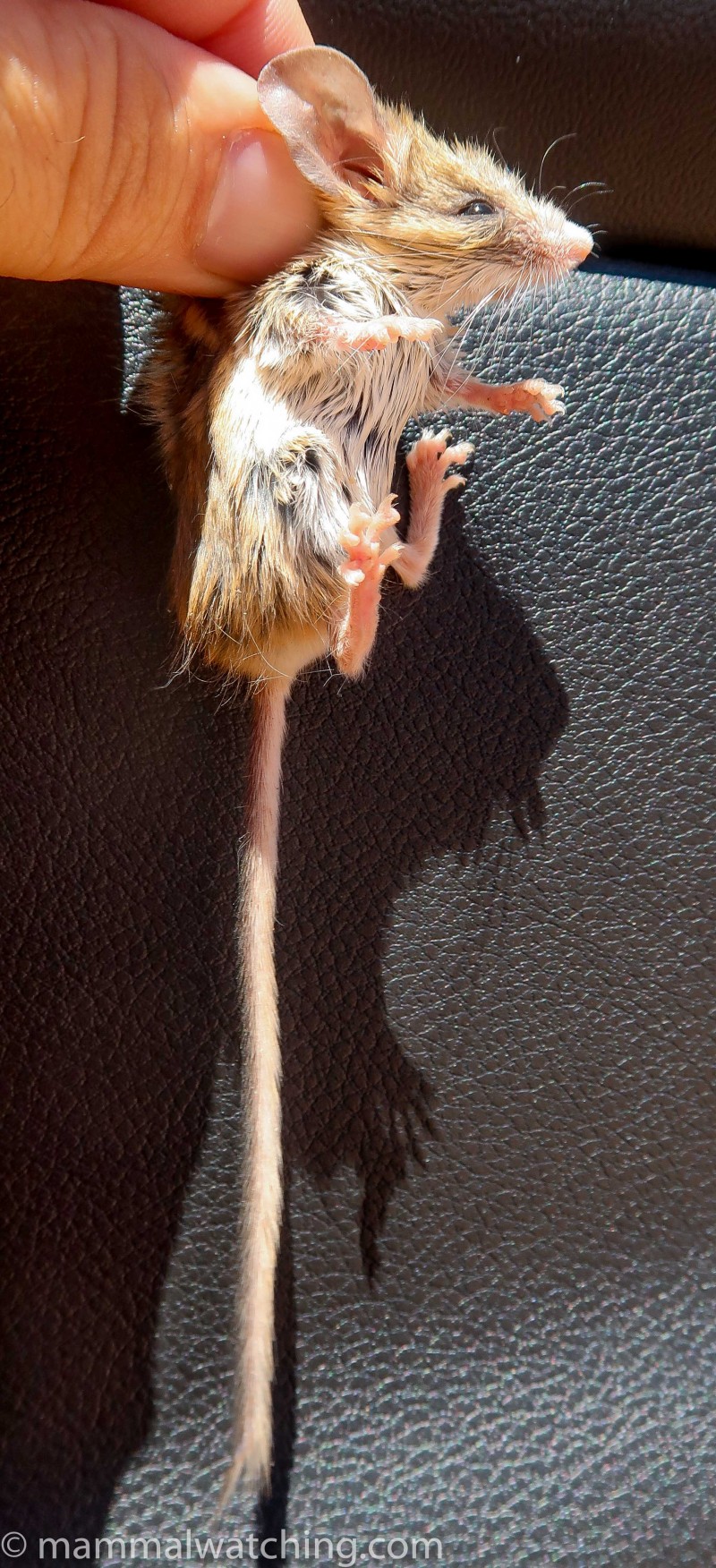 Searching for a Spotted Bat: Northern Arizona - Mammal Watching