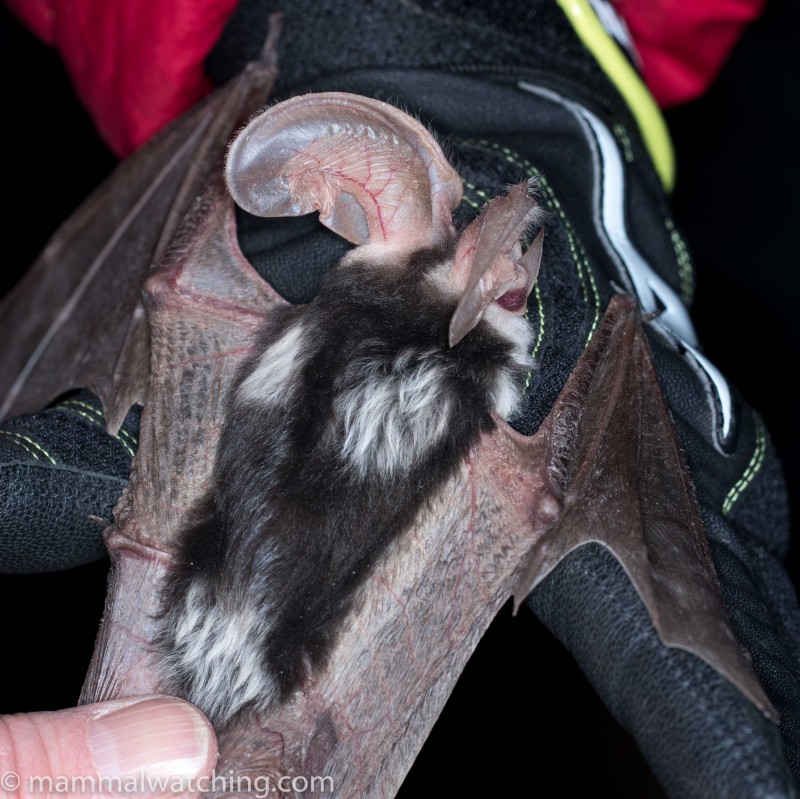 Searching for a Spotted Bat: Northern Arizona - Mammal Watching