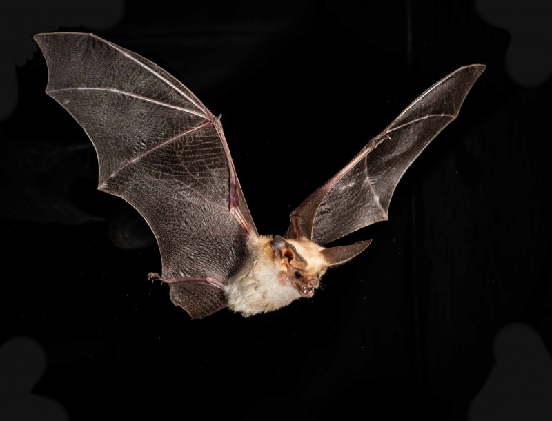 Searching for a Spotted Bat: Northern Arizona - Mammal Watching