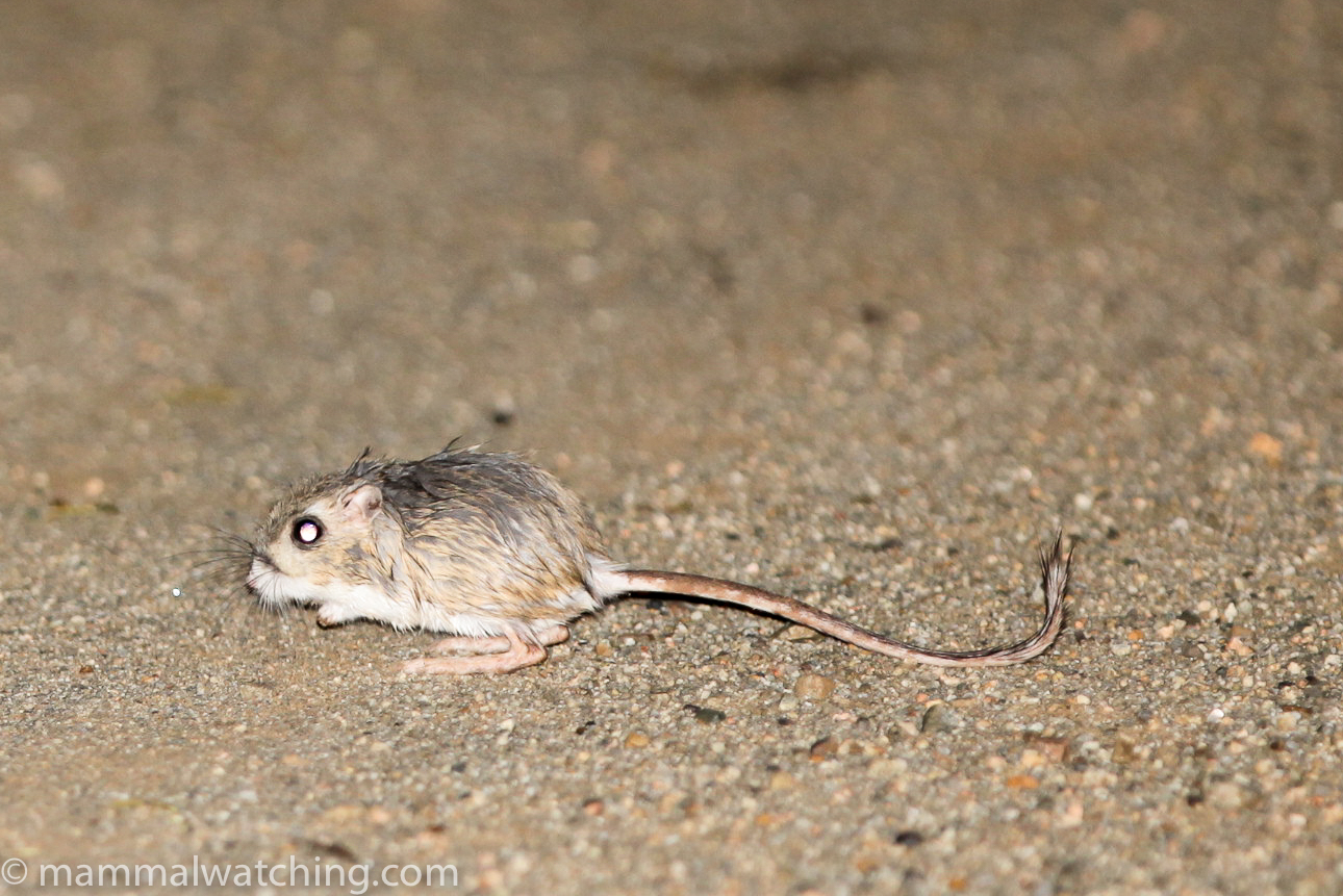 California - Mammal Watching