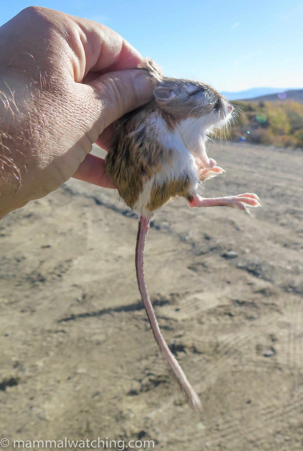 California - Mammal Watching
