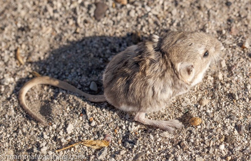 48 Hours in the Eastern Sierras - Mammal Watching