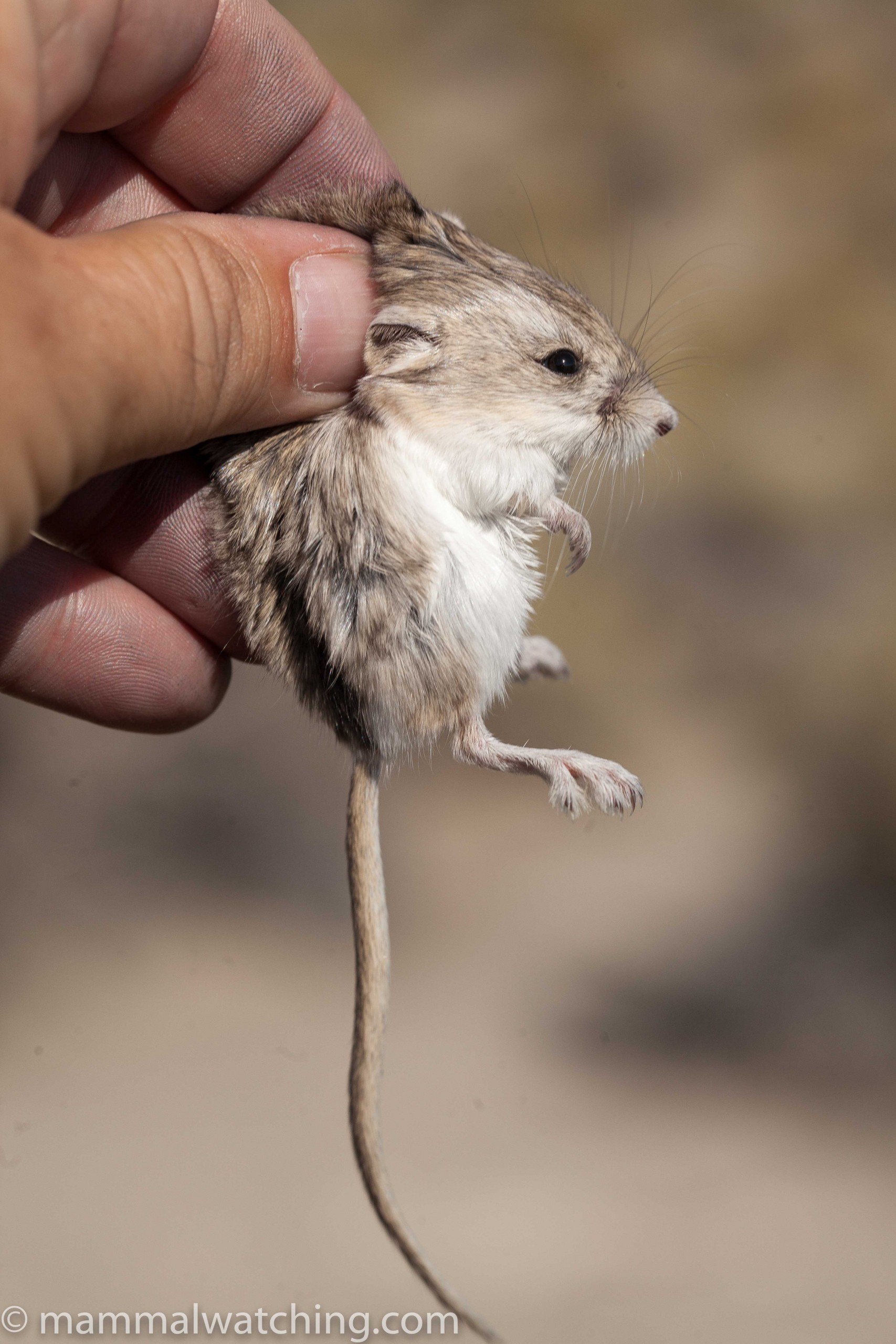 48 Hours in the Eastern Sierras - Mammal Watching