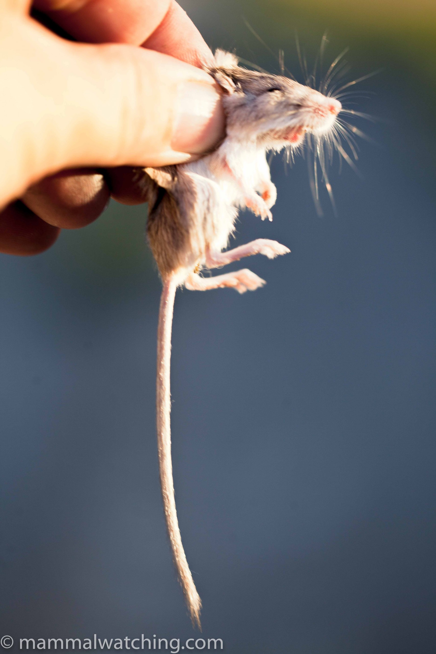 48 Hours in the Eastern Sierras - Mammal Watching