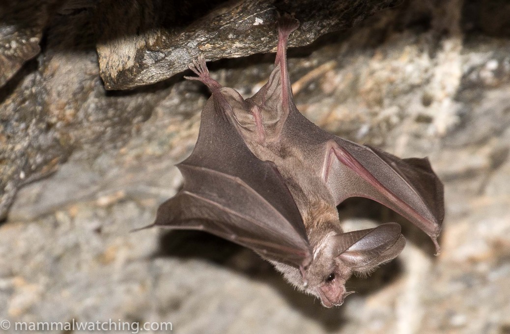 Southern California: Rampaging Rodents & Galloping Gunshots - Mammal ...