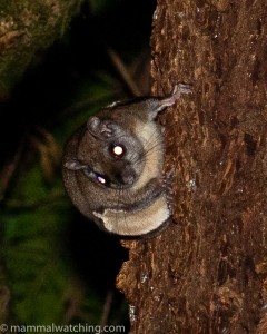 Western Weasels (and a few other things): California and Oregon ...