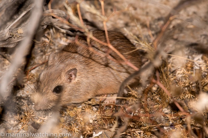 Western Weasels (and a few other things): California and Oregon ...
