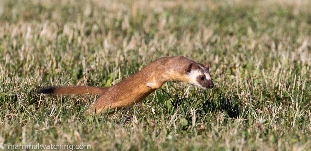 Western Weasels (and a few other things): California and Oregon ...