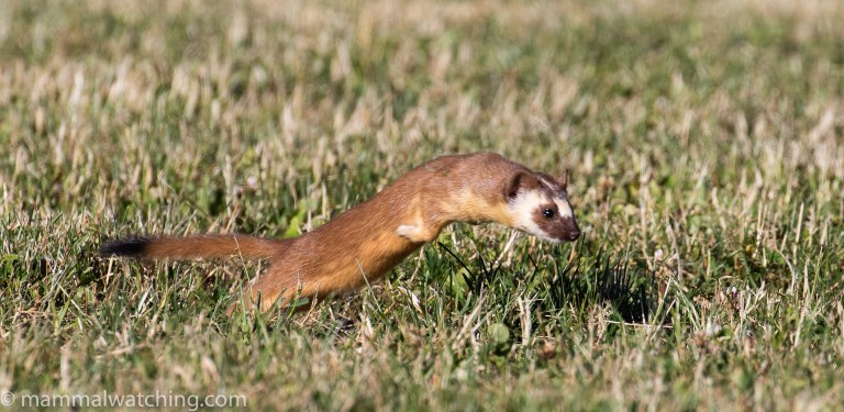 Western Weasels (and a few other things): California and Oregon ...