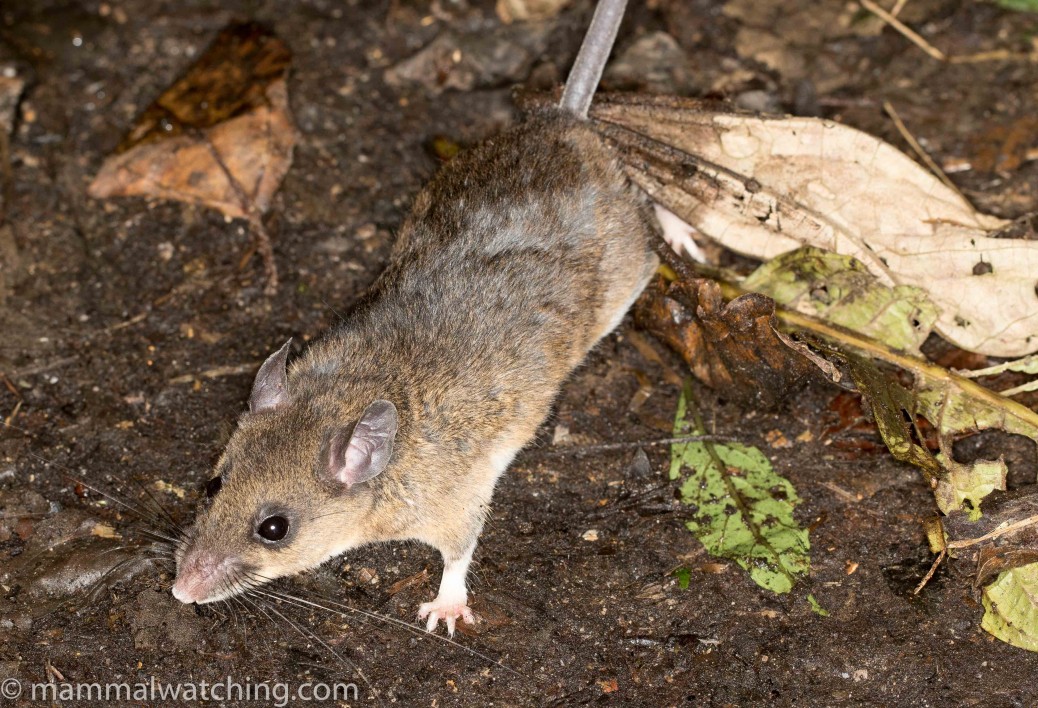 New Trip Report: Long Weekend in Oaxaca - Mammal Watching