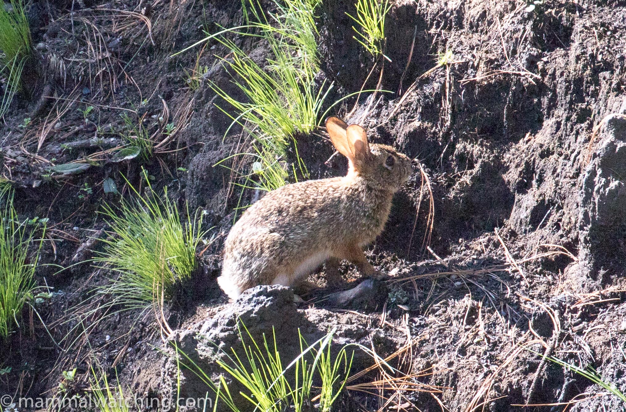 Trip Report: Mexico City Area and Veracruz (Rodent-fest) - Mammal Watching