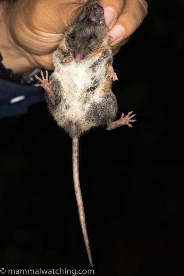 New Trip Report: Long Weekend in Oaxaca - Mammal Watching