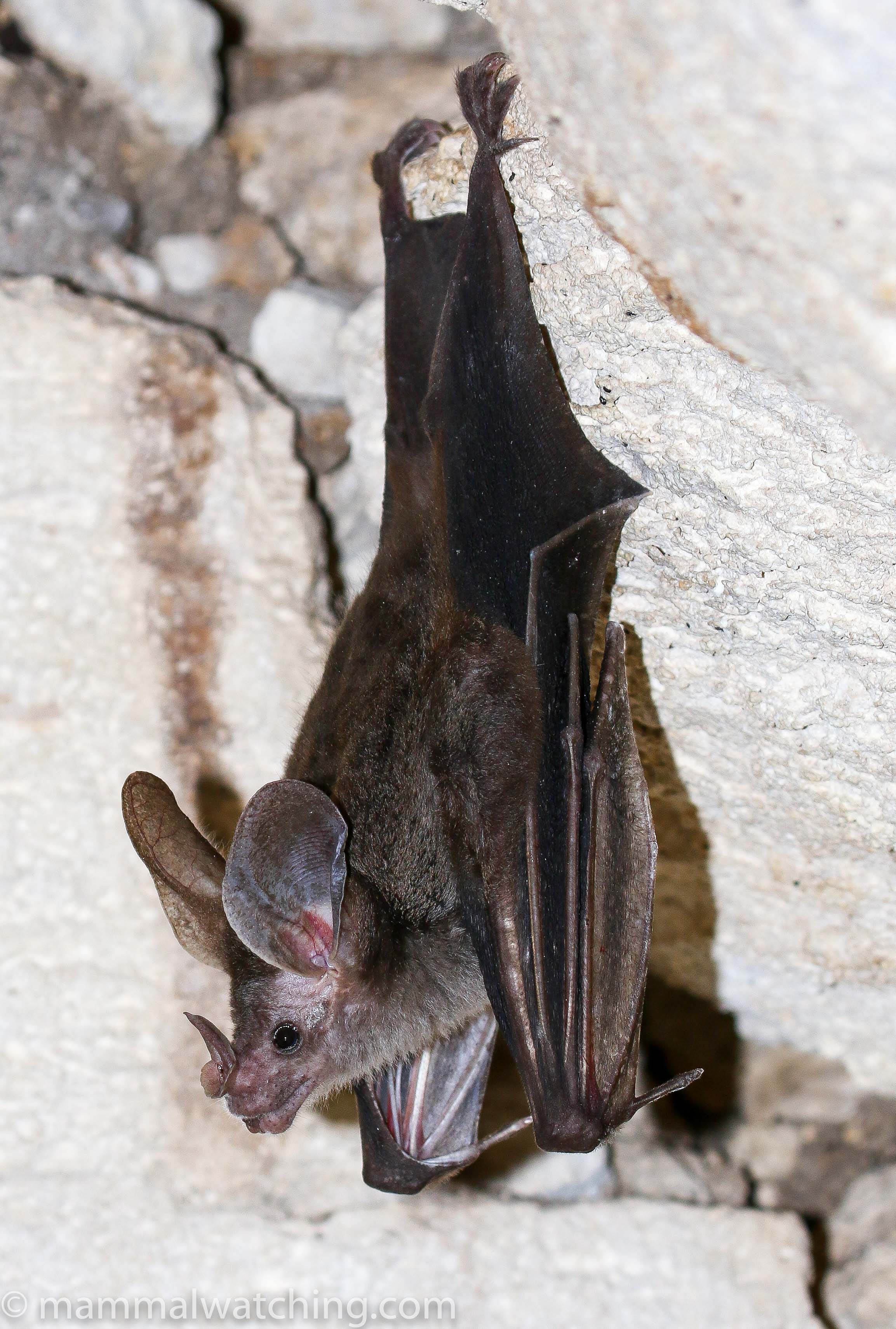 False Vampire Bat