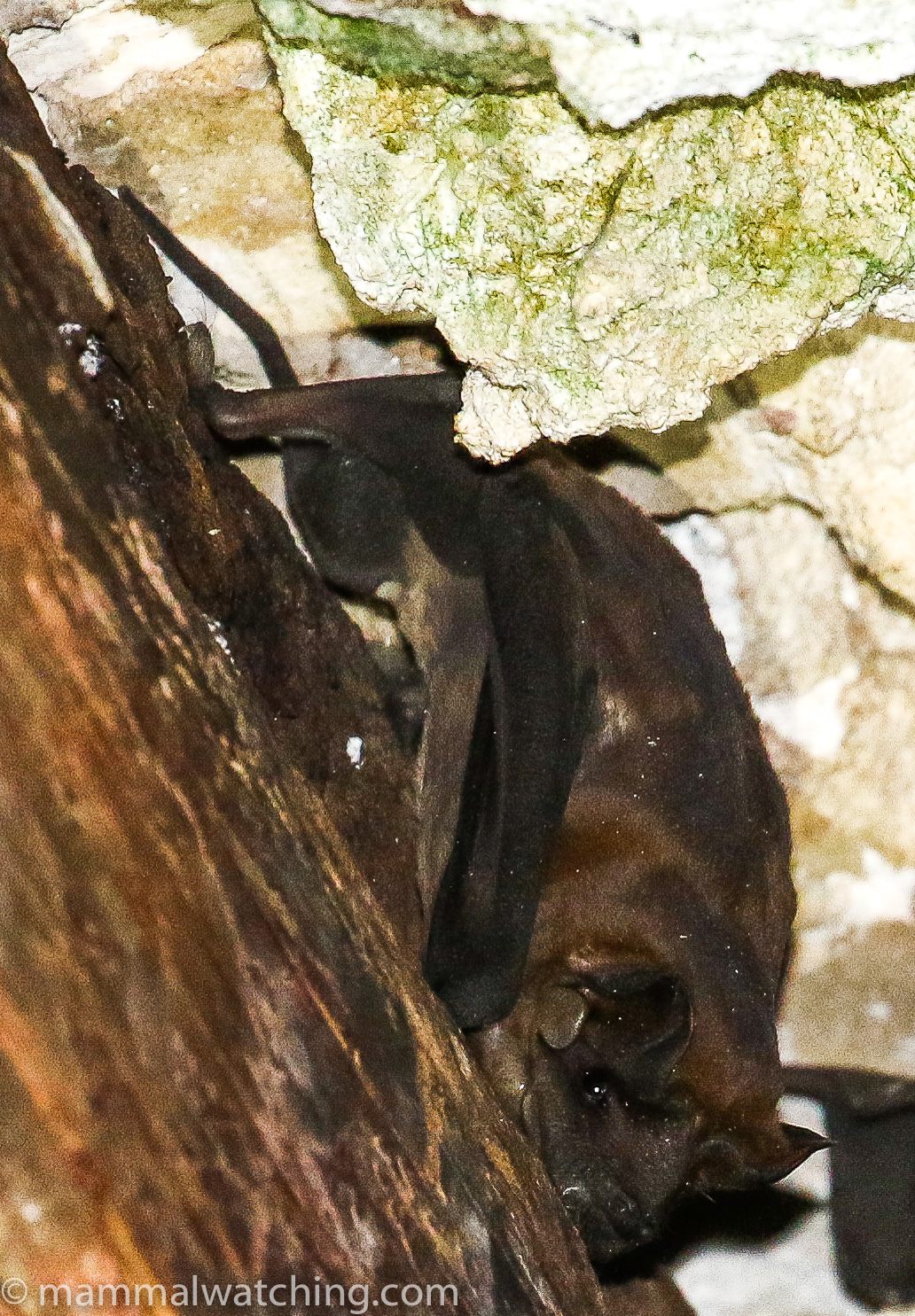 Yucatan Peninsula, January 2019 - Mammal Watching