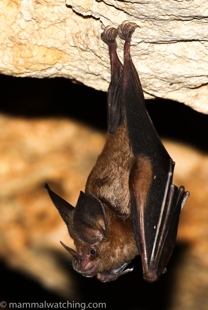 Yucatan Peninsula, January 2019 - Mammal Watching