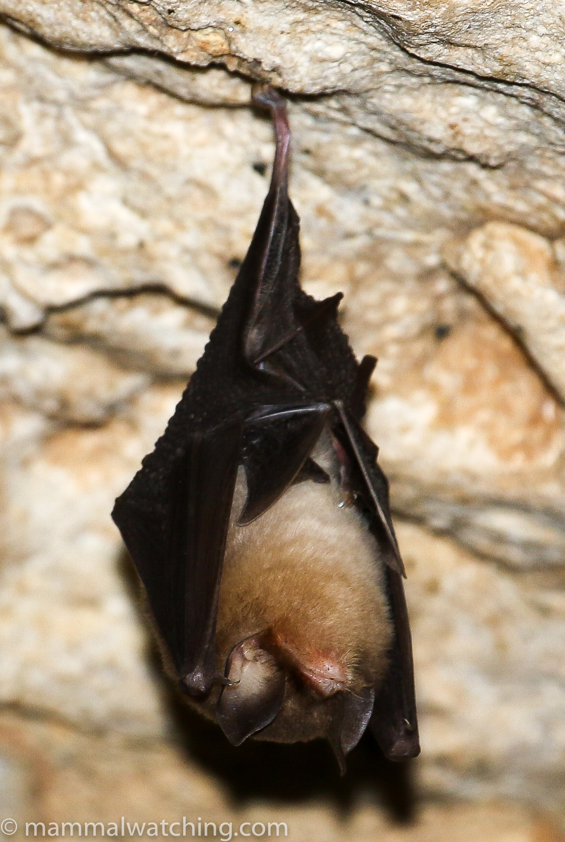 Yucatan Peninsula, January 2019 - Mammal Watching