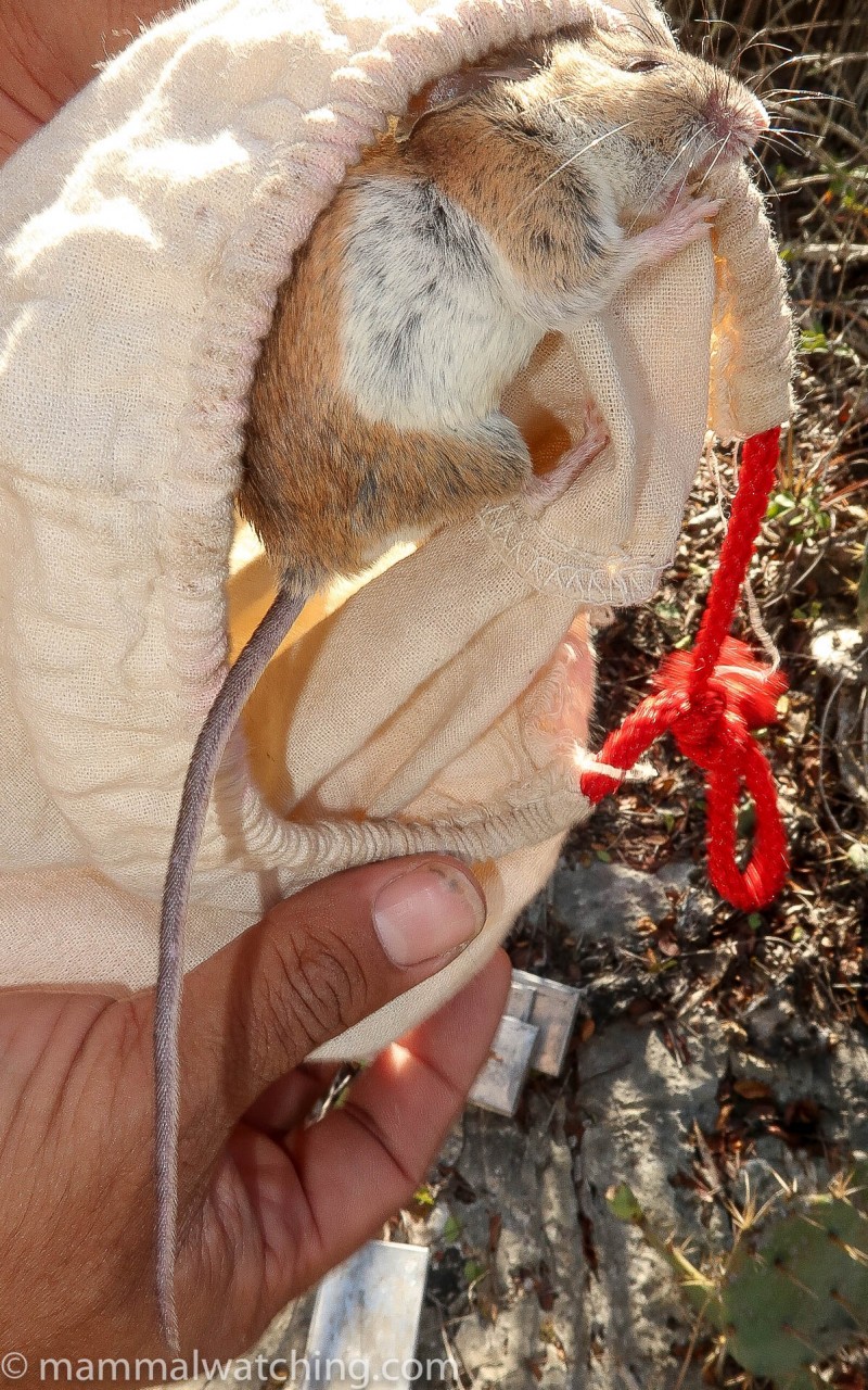 Yucatan Peninsula, January 2019 - Mammal Watching