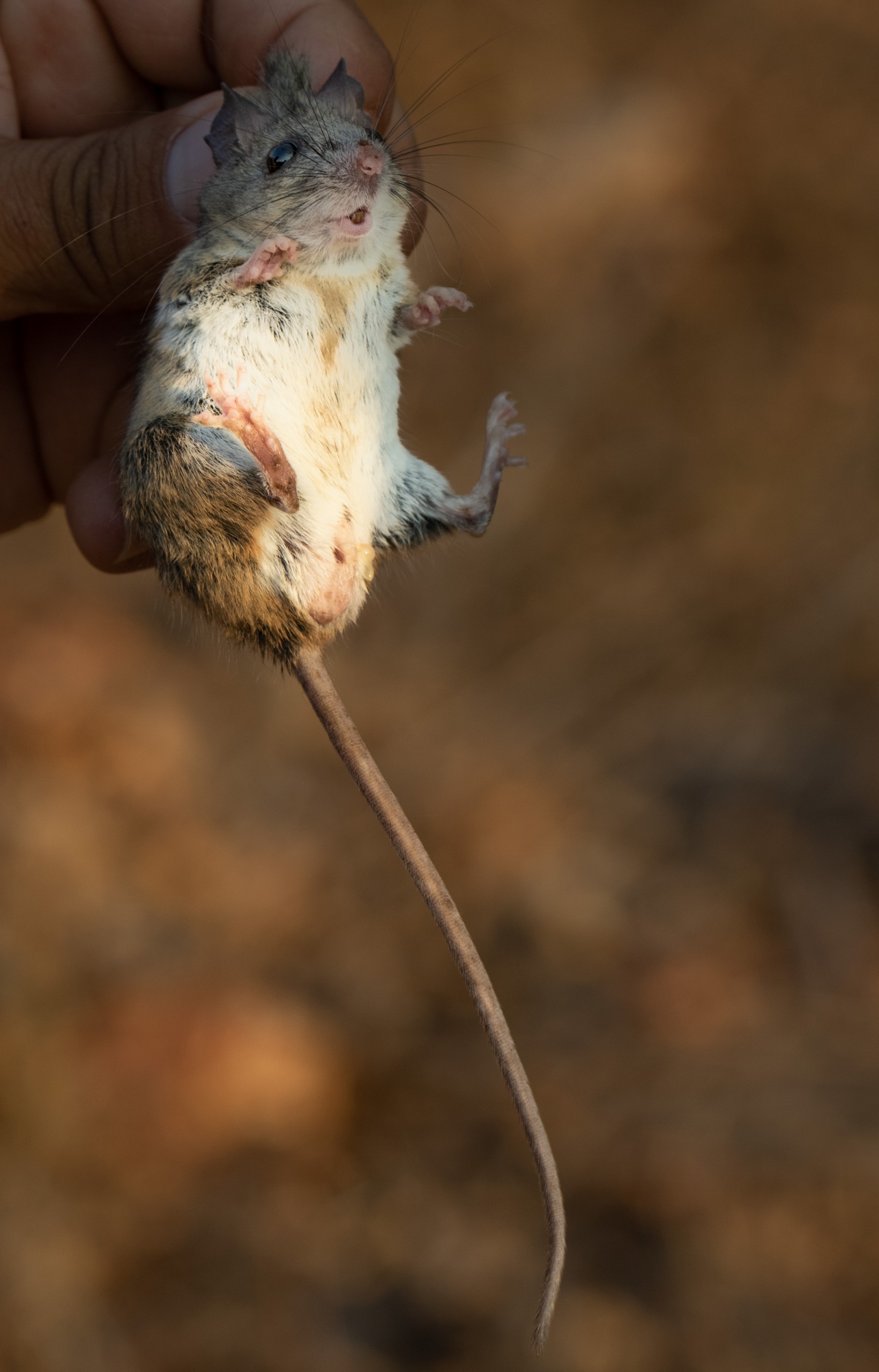 Sinaloa, Sonora and Hidalgo, Mexico, 2021 - Mammal Watching