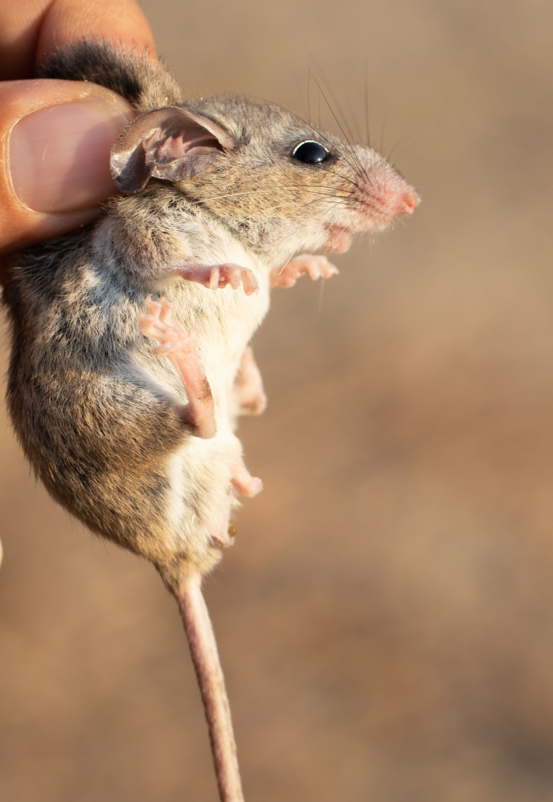 Sinaloa, Sonora and Hidalgo, Mexico, 2021 - Mammal Watching