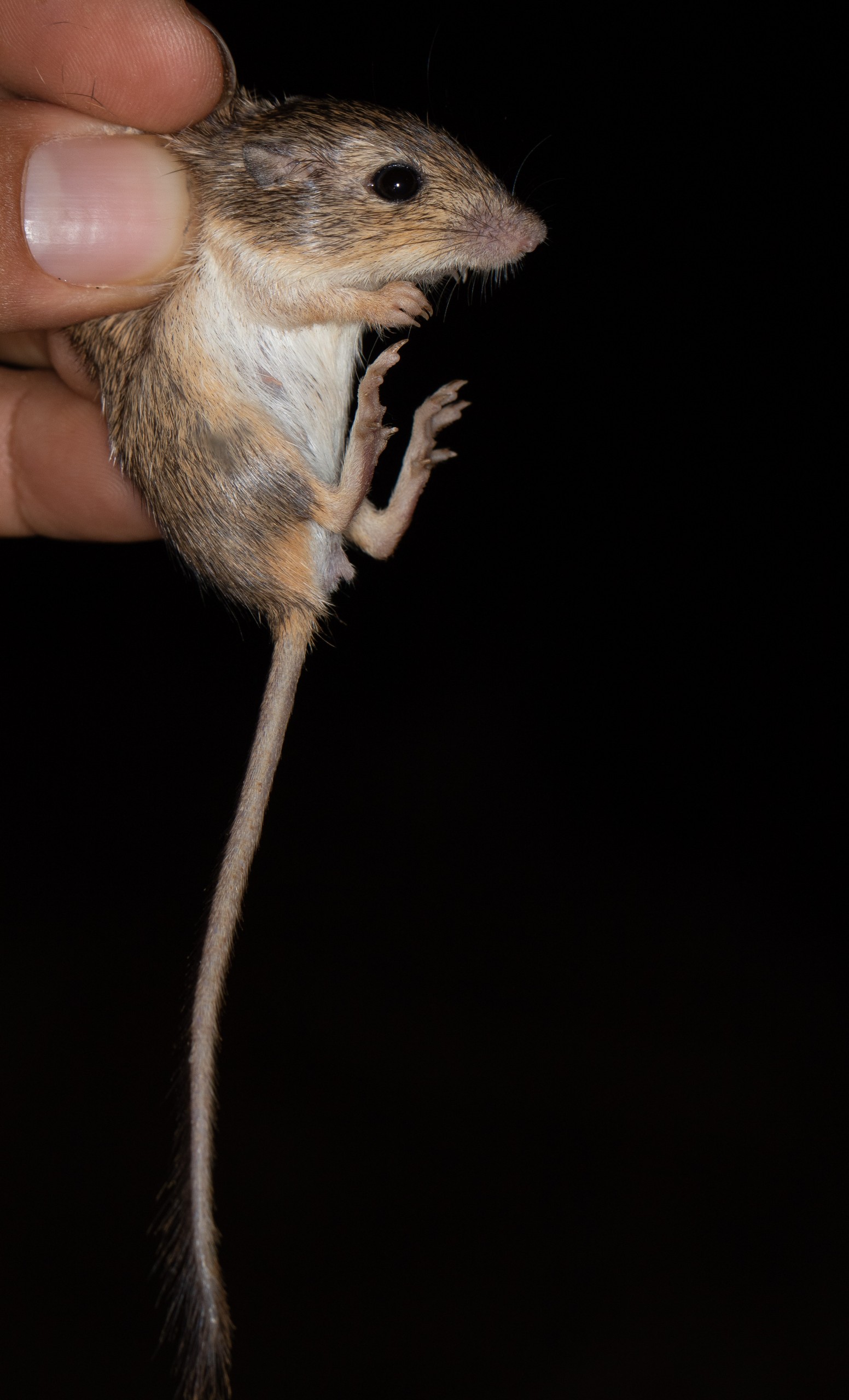 Sinaloa, Sonora and Hidalgo, Mexico, 2021 - Mammal Watching
