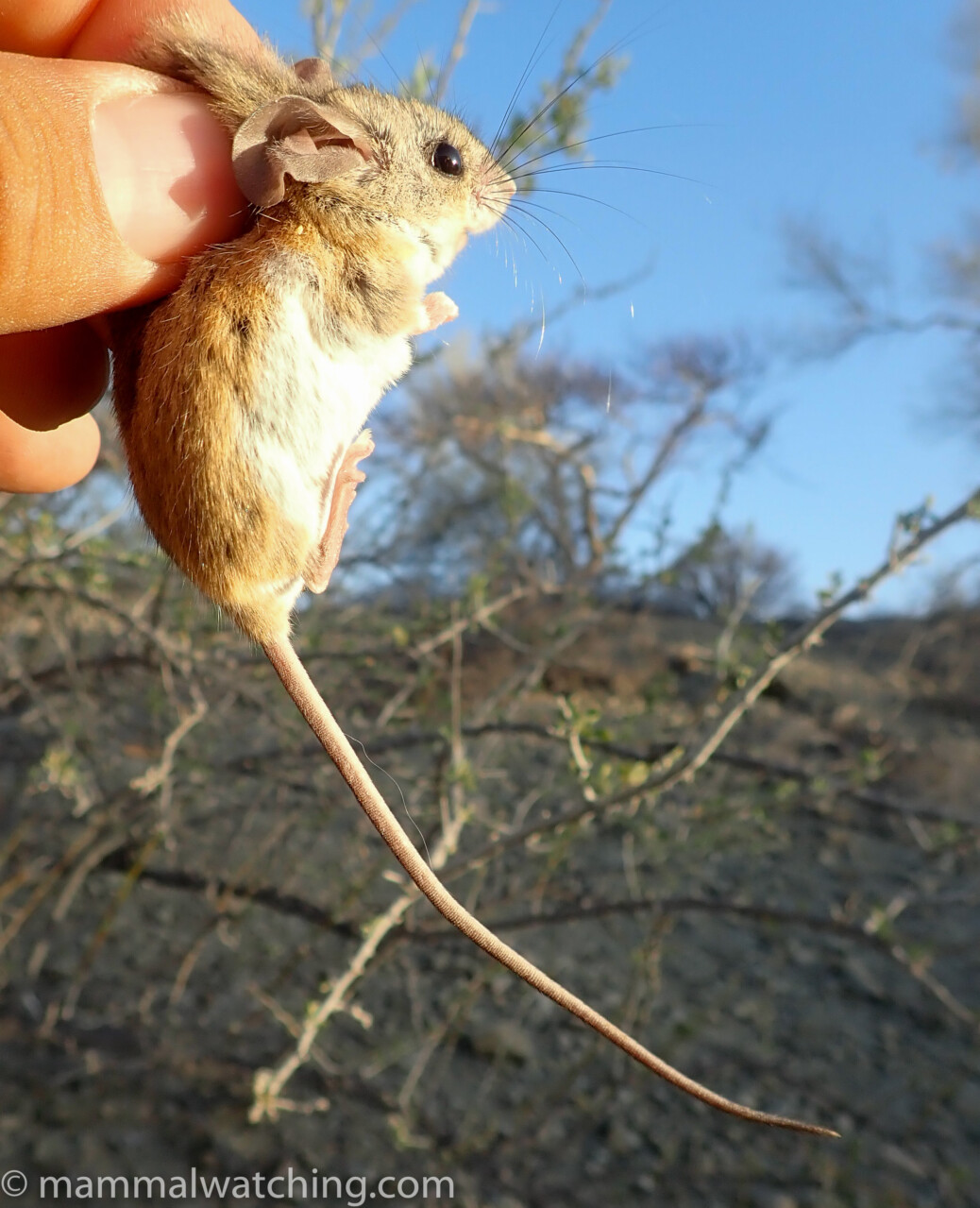 Baja California Sur & North East Mexico - Mammal Watching