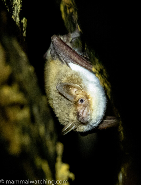 Baja California Sur & North East Mexico - Mammal Watching