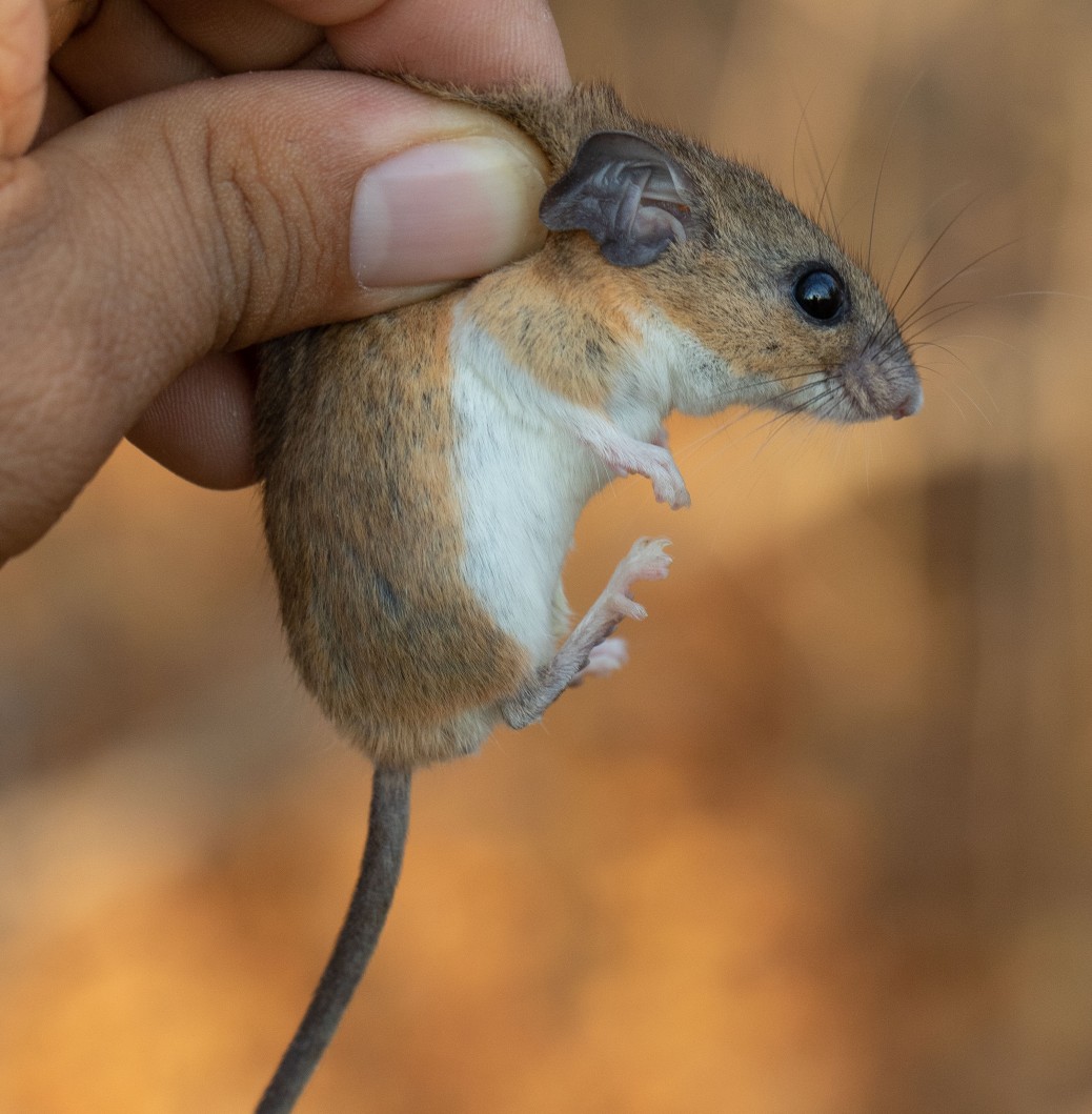 Sinaloa, Sonora and Hidalgo, Mexico, 2021 - Mammal Watching