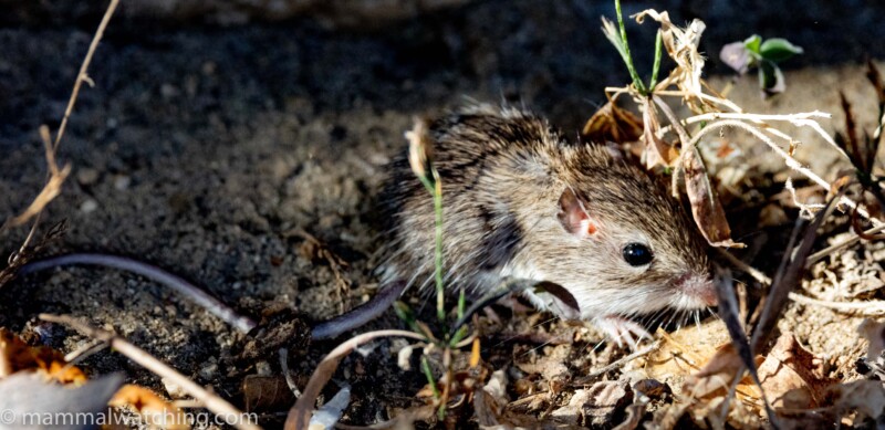 Baja California Sur & North East Mexico - Mammal Watching