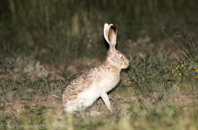 New Mexico - Mammal Watching