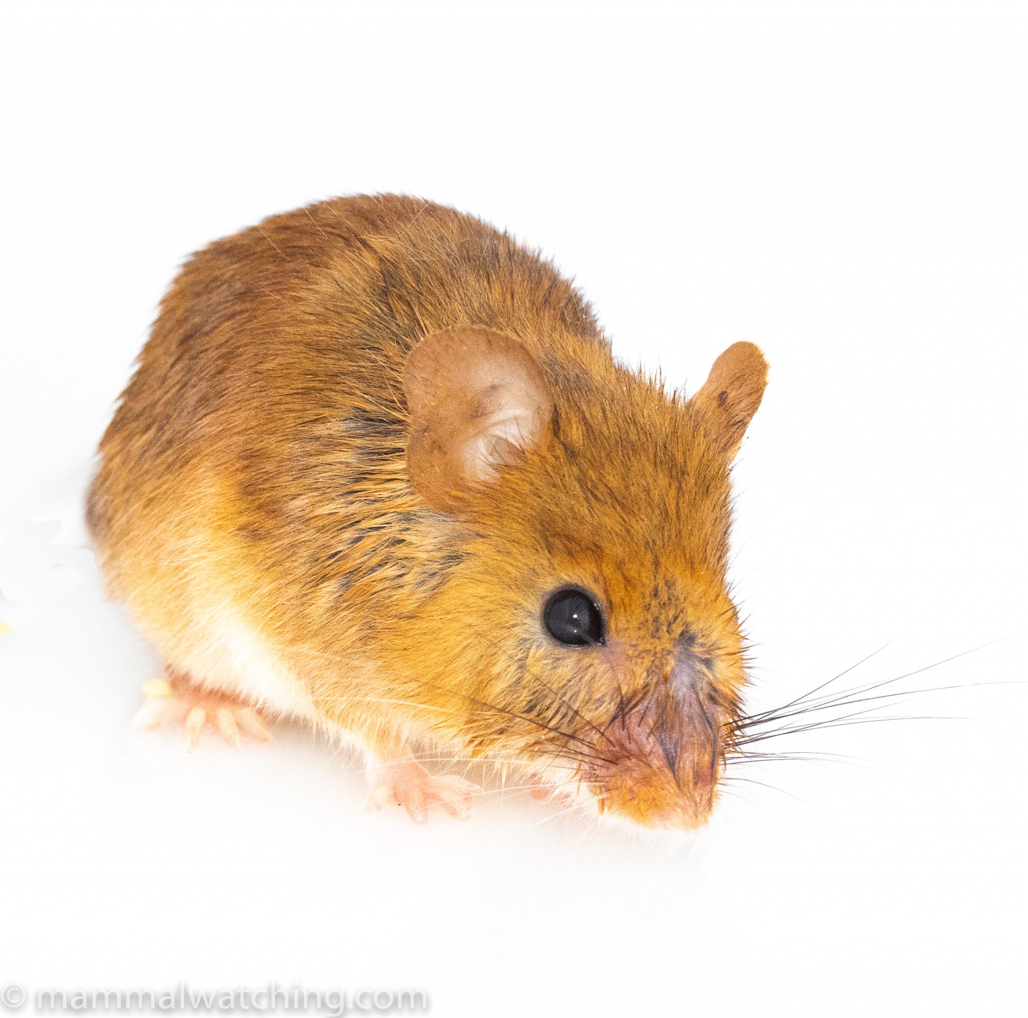 Red Wolves and Golden Mice, North Carolina 2022 - Mammal Watching